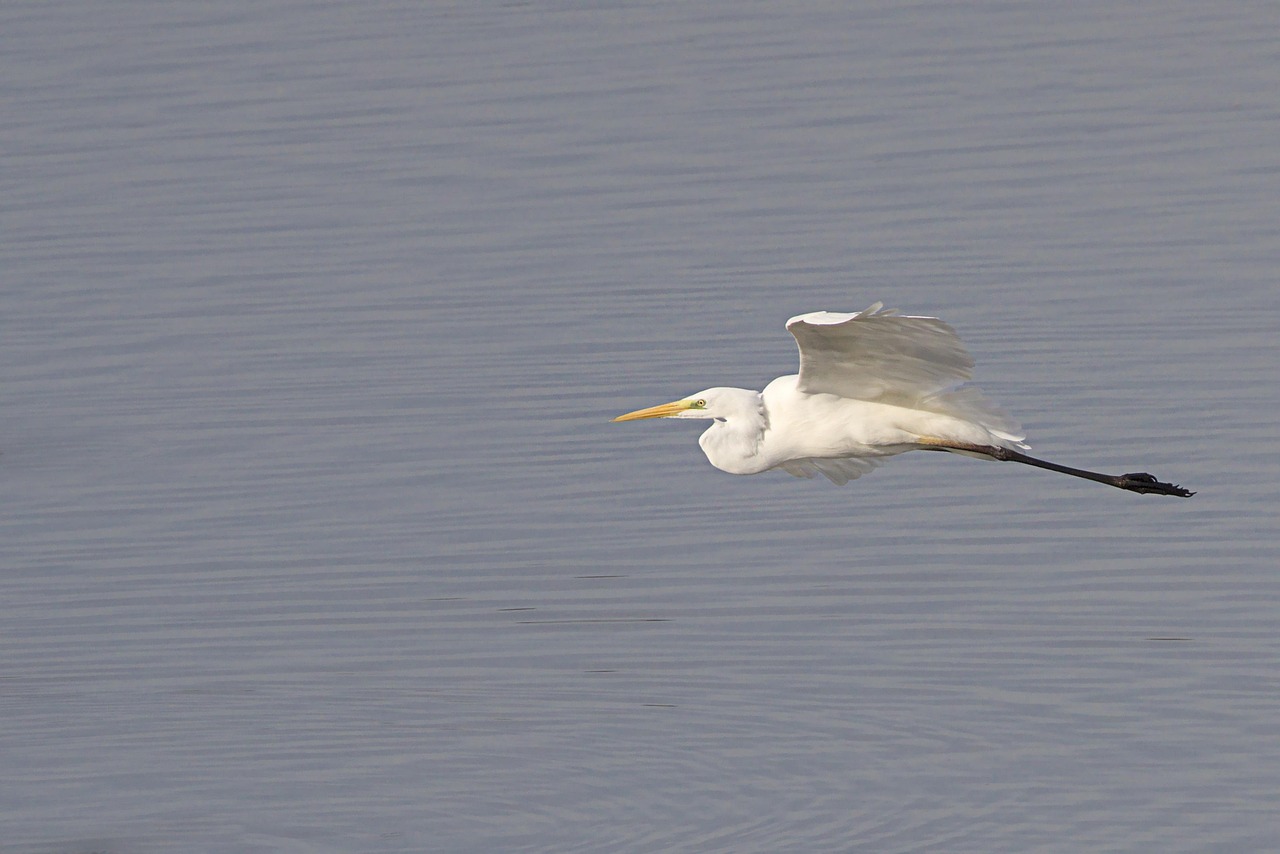 Great Egret Bird Ornithology - Free photo on Pixabay - Pixabay