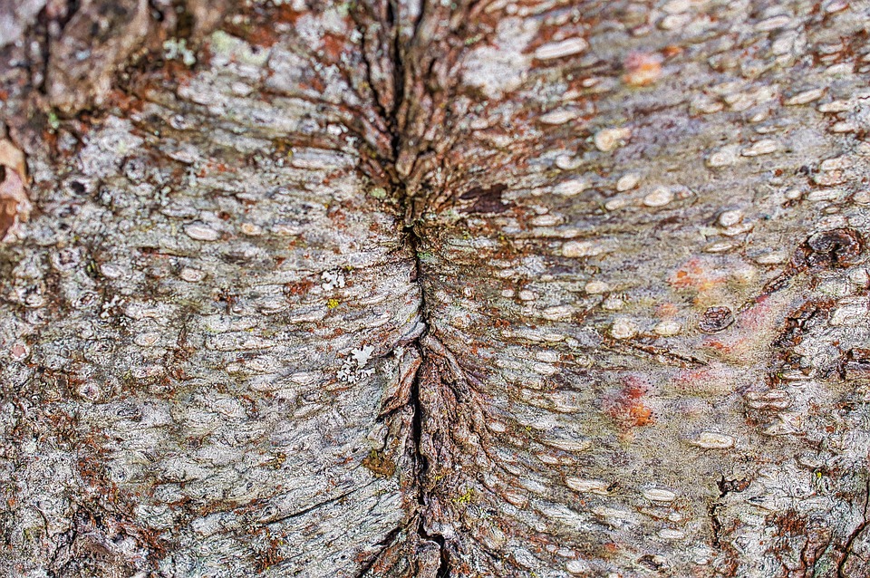Aboyer Arbre Tronc - Photo gratuite sur Pixabay - Pixabay