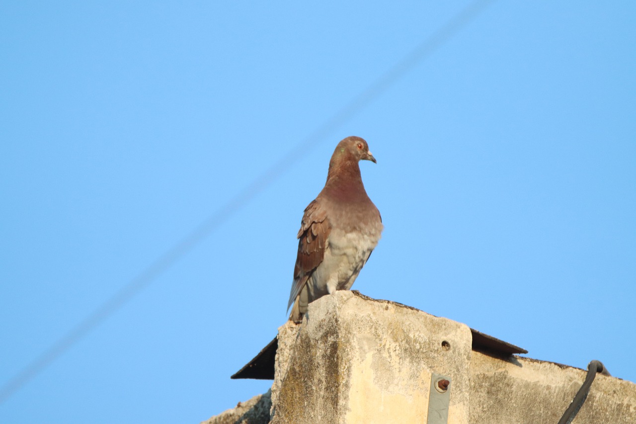 Burung Indah Terbang Di Udara Alam - Foto gratis di Pixabay - Pixabay