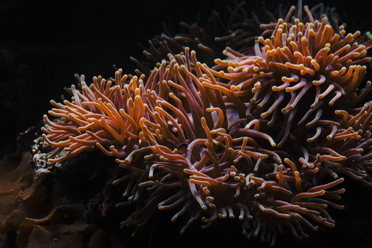 100,000+ Free Sea Anemones & Anemone Images - Pixabay