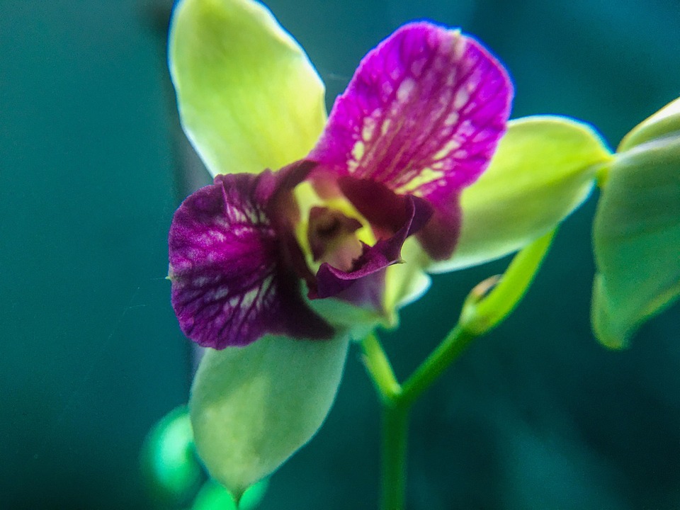 Dendrobium Orkidea - Ilmainen valokuva Pixabayssa - Pixabay