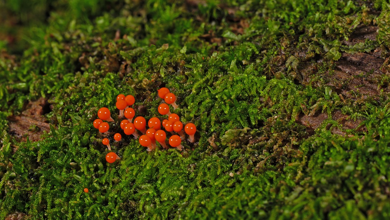 Slime Mold Amoeba Moss - Free photo on Pixabay - Pixabay