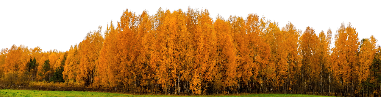 Download Forest, Trees, Autumn. Royalty-Free Stock Illustration Image ...