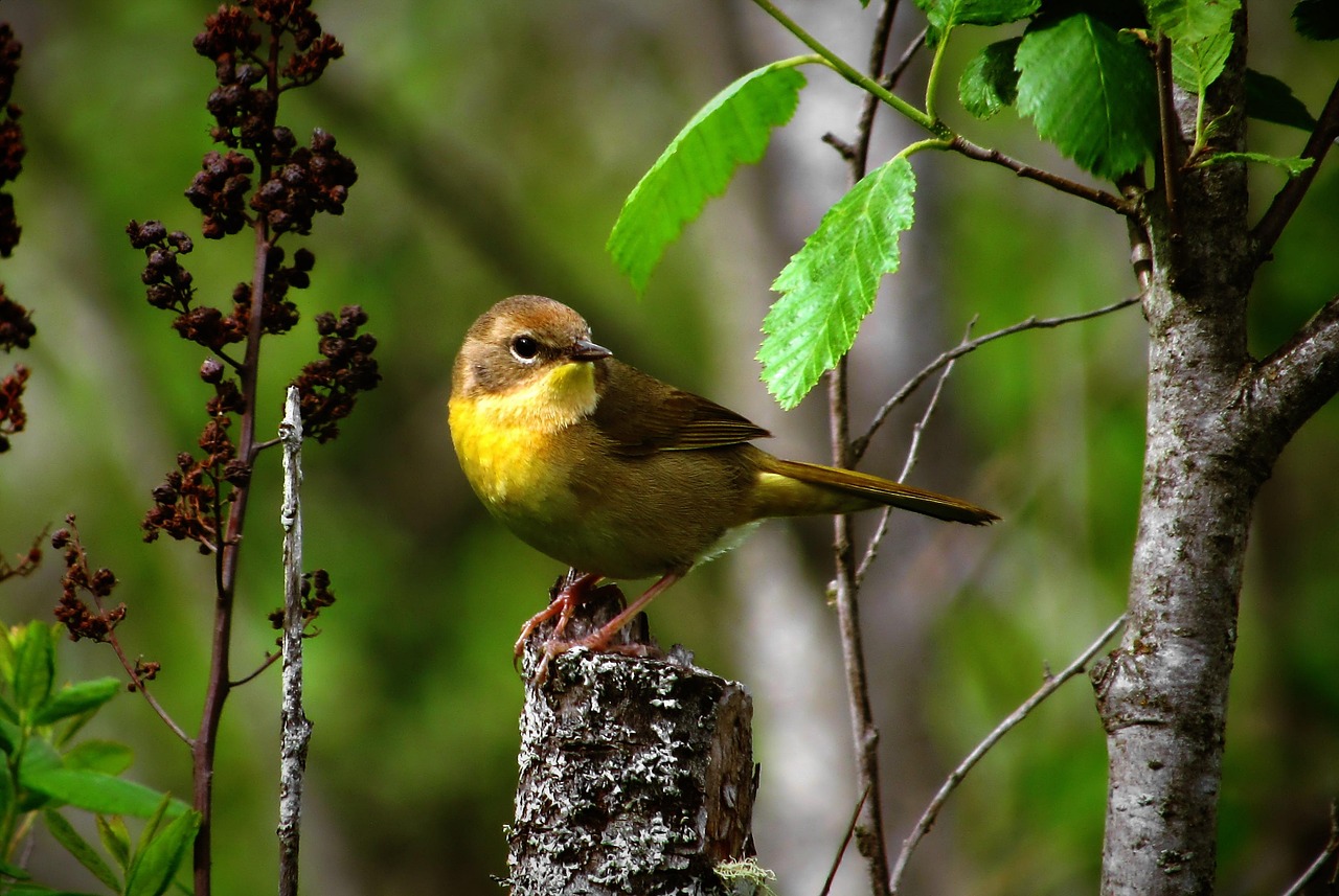 Bird Ornithology Species - Free photo on Pixabay - Pixabay