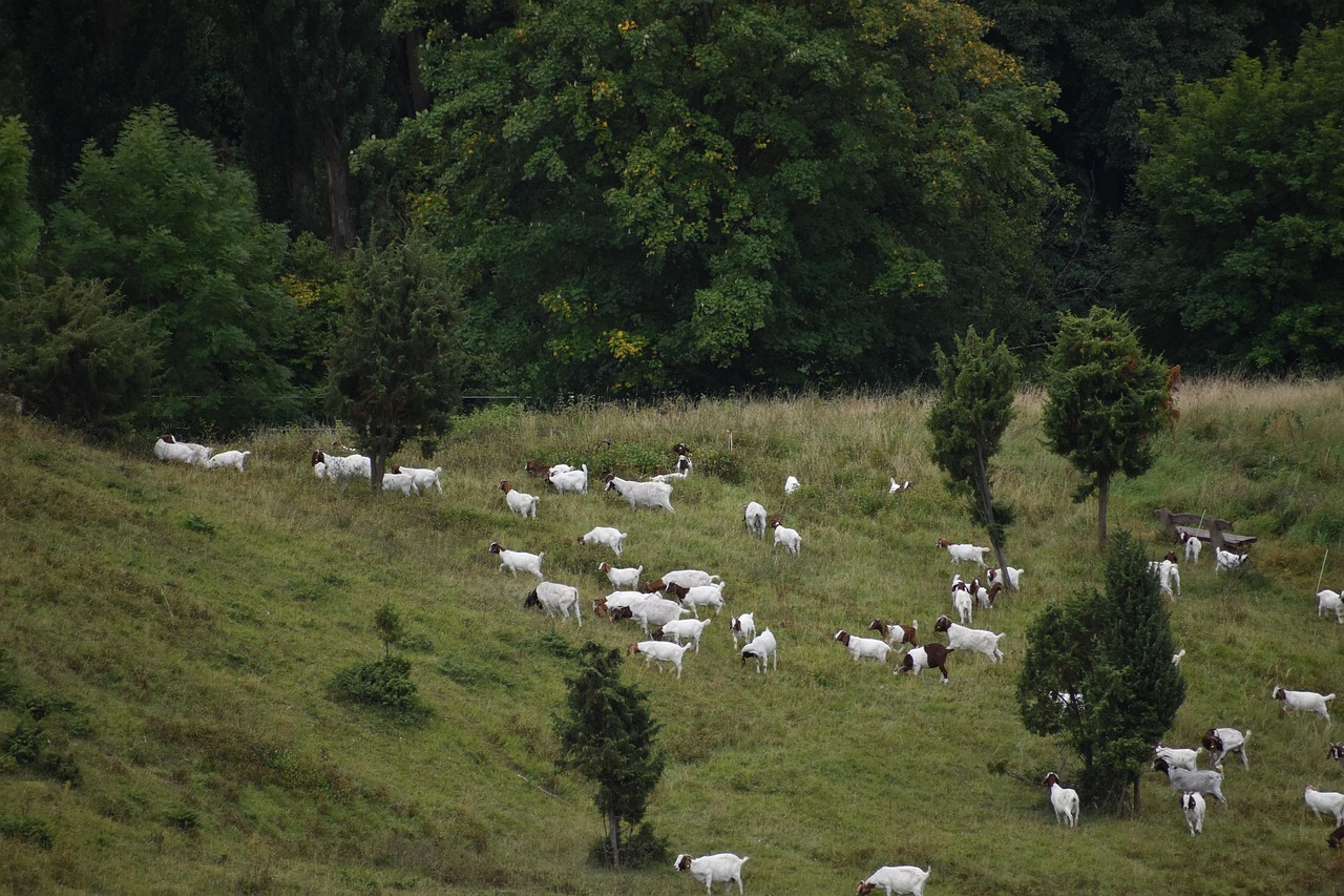 Boer Goats Herd - Free photo on Pixabay - Pixabay