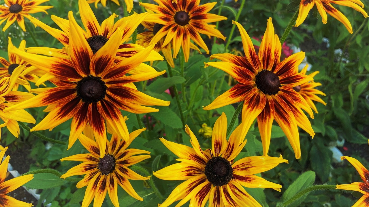 Susan De Olhos Negros Flores - Foto gratuita no Pixabay - Pixabay