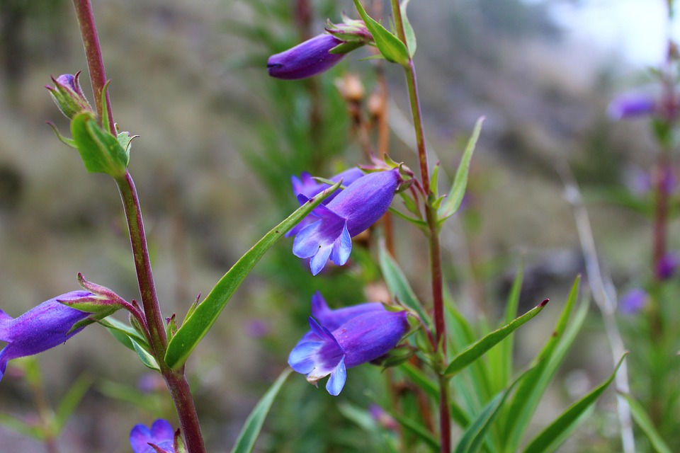 Bellflowers Blomster Lilla - Gratis foto på Pixabay - Pixabay