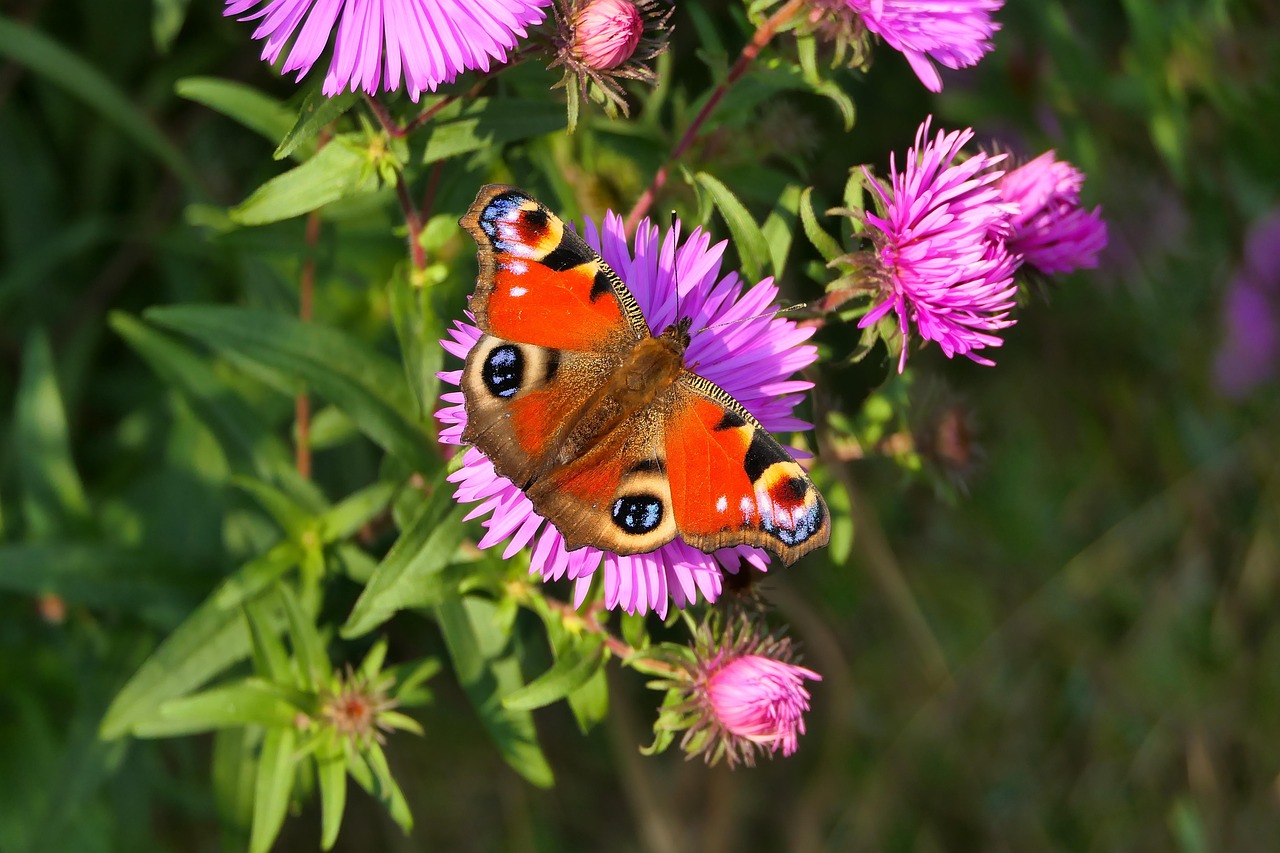 Más de 300 imágenes gratis de Mariposas Moradas y Mariposa - Pixabay