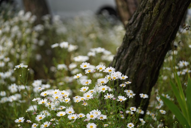 Bunga-Bunga Bloom Padang Rumput - Foto gratis di Pixabay - Pixabay