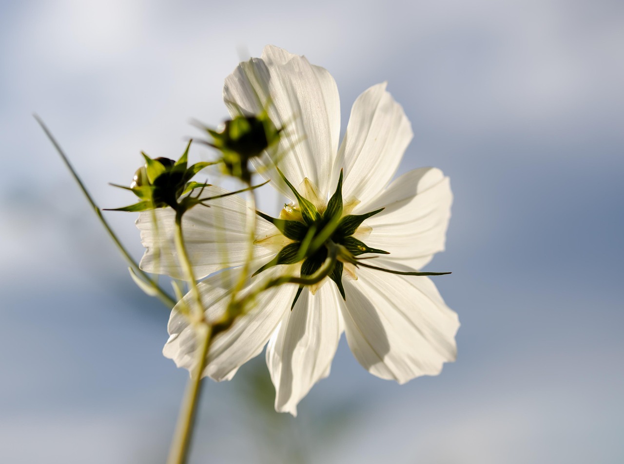 Fleur Bloom Botanique - Photo gratuite sur Pixabay - Pixabay