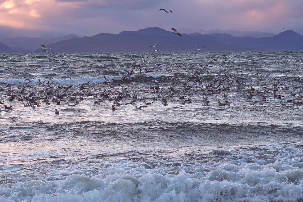 Sunset Sea Seagulls - Free photo on Pixabay - Pixabay