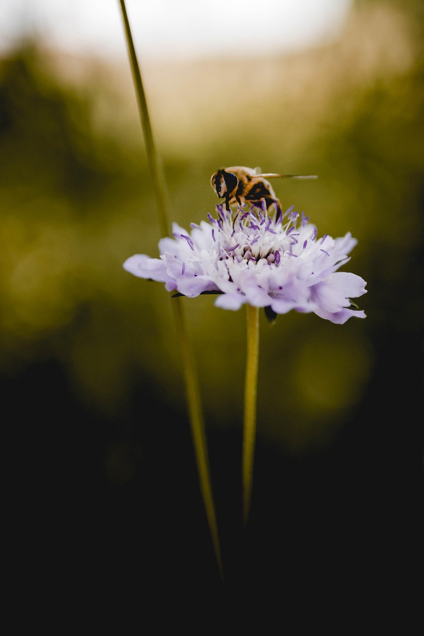 Flower Bee Pollination - Free photo on Pixabay - Pixabay