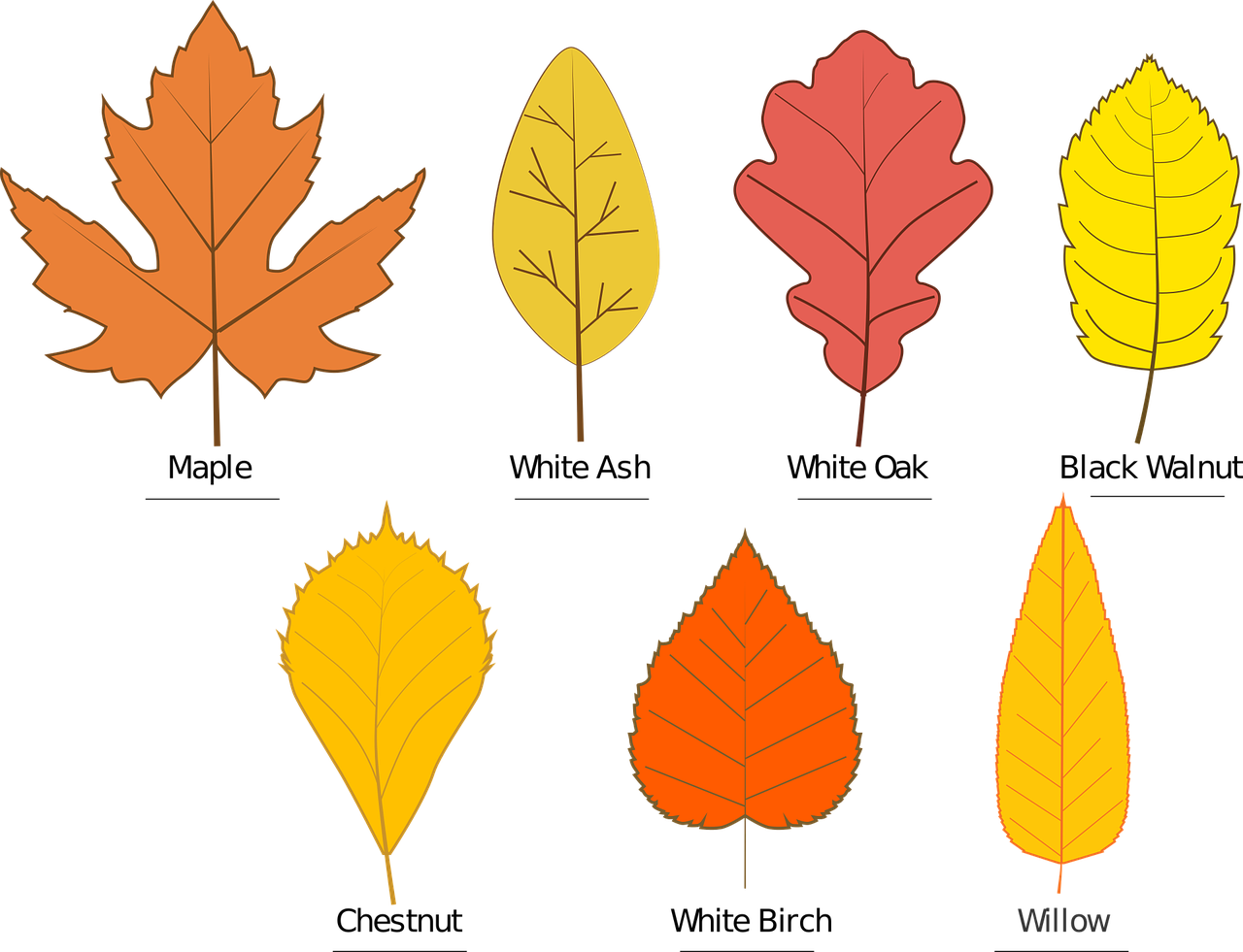 Download Autumn Leaves Leave Types Royalty Free Vector Graphic Pixabay Download Autumn Leaves Leave Types Royalty Free Vector Graphic Pixabay