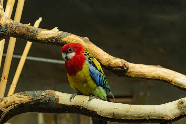 Parrot Bird Perched - Free photo on Pixabay - Pixabay