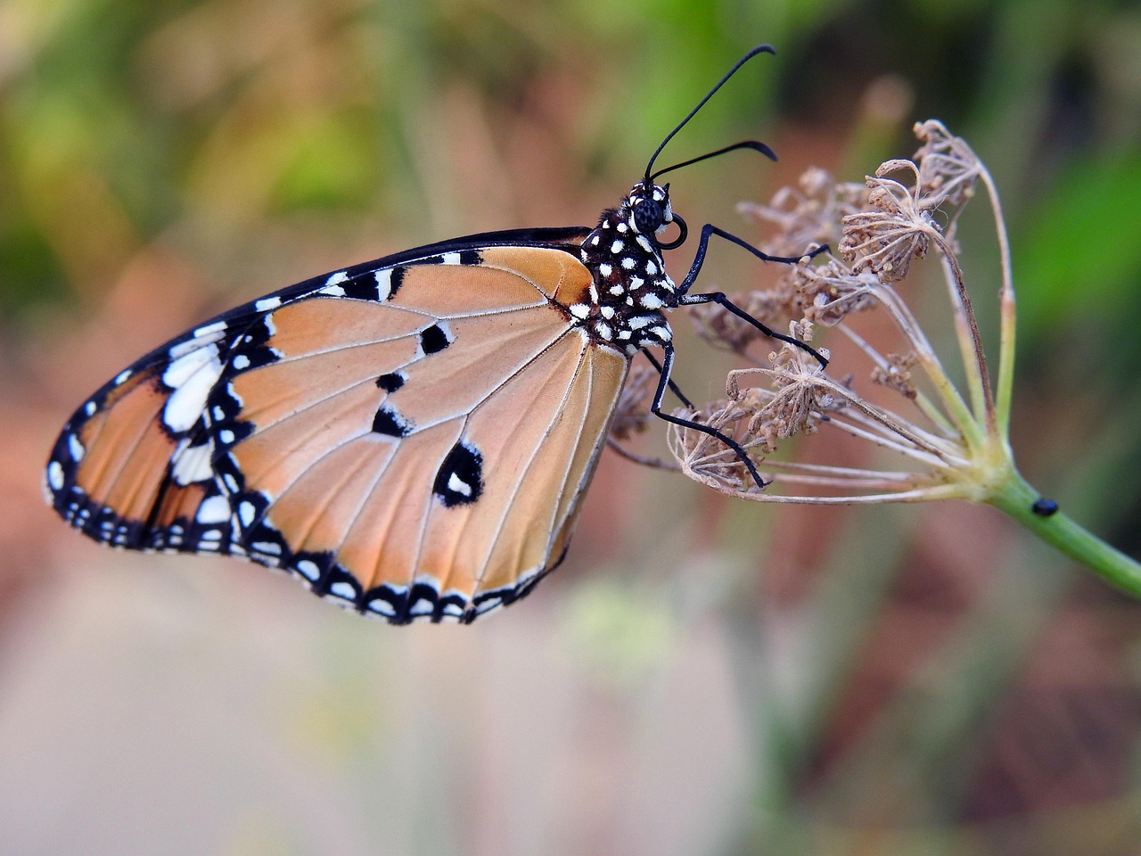 Papillon Fleur Féconder - Photo gratuite sur Pixabay - Pixabay