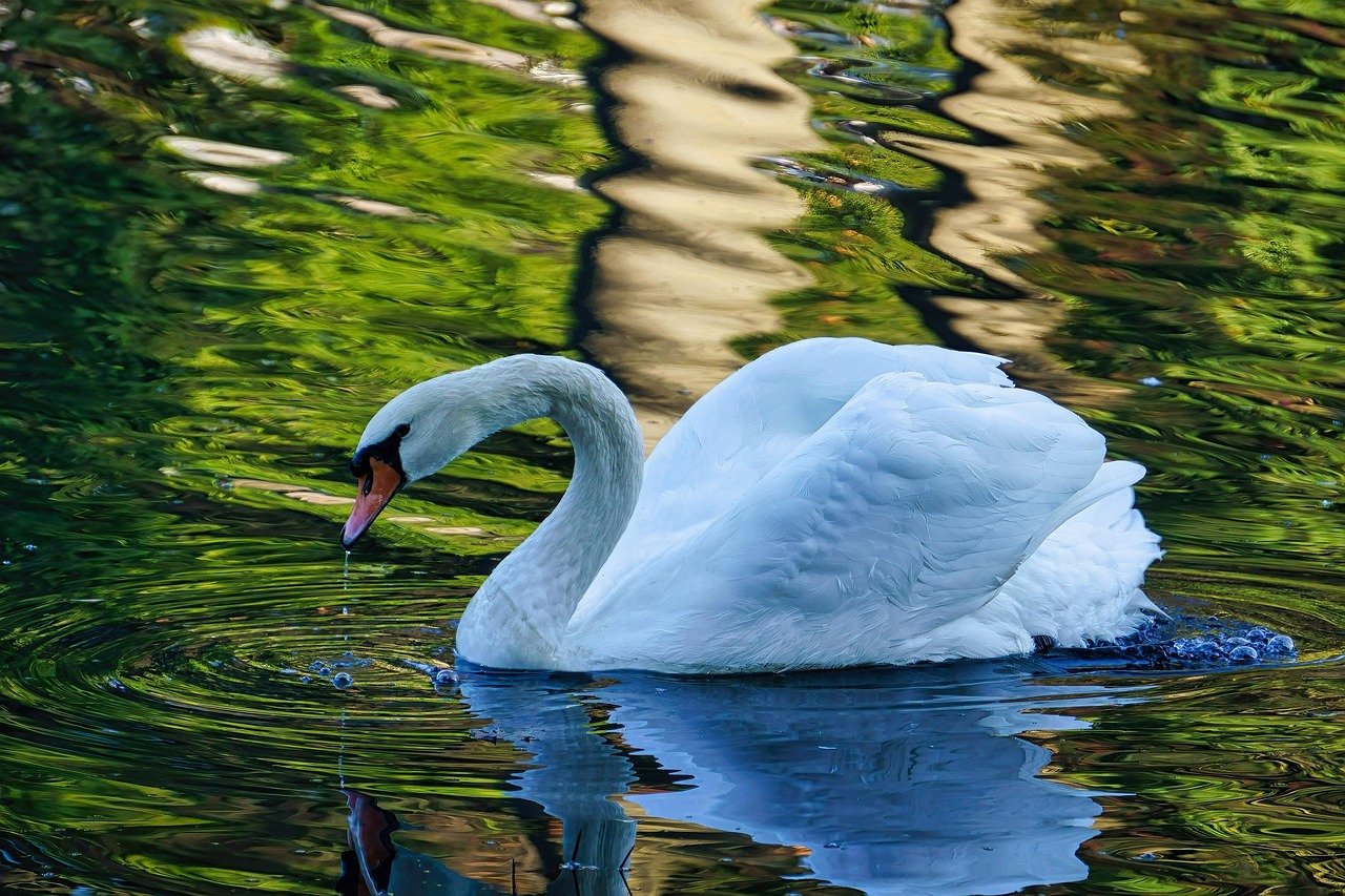 Łabędź Ptak Niemy Ptactwo - Darmowe zdjęcie na Pixabay - Pixabay