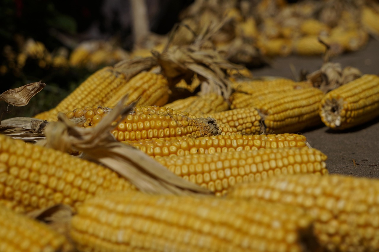 Corn Harvest Vegetables - Free photo on Pixabay - Pixabay