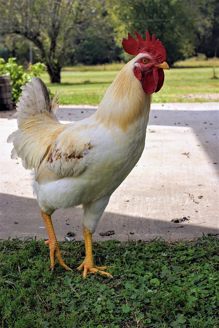 Oiseau Poulet Coq - Photo gratuite sur Pixabay