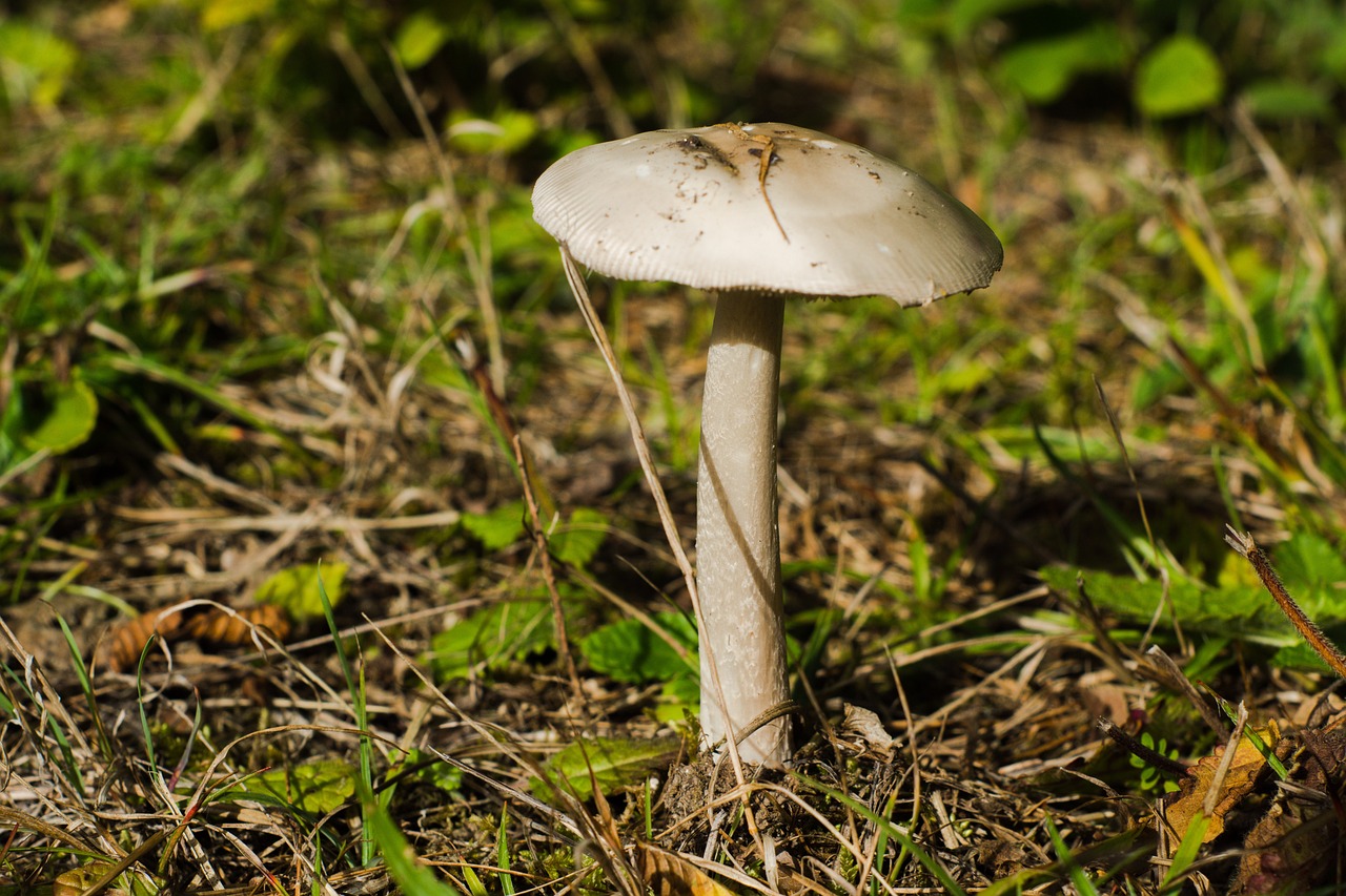 Champignon Vénéneux - Photo gratuite sur Pixabay - Pixabay