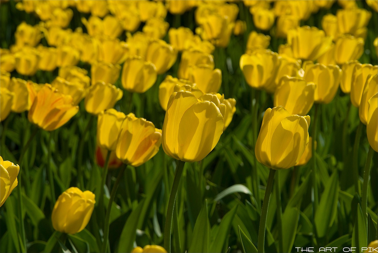 Flower Tulips Yellow - Free photo on Pixabay - Pixabay