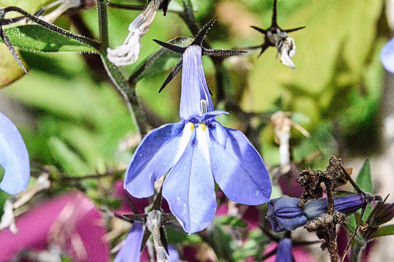 Flower Flowers Spring - Free photo on Pixabay - Pixabay