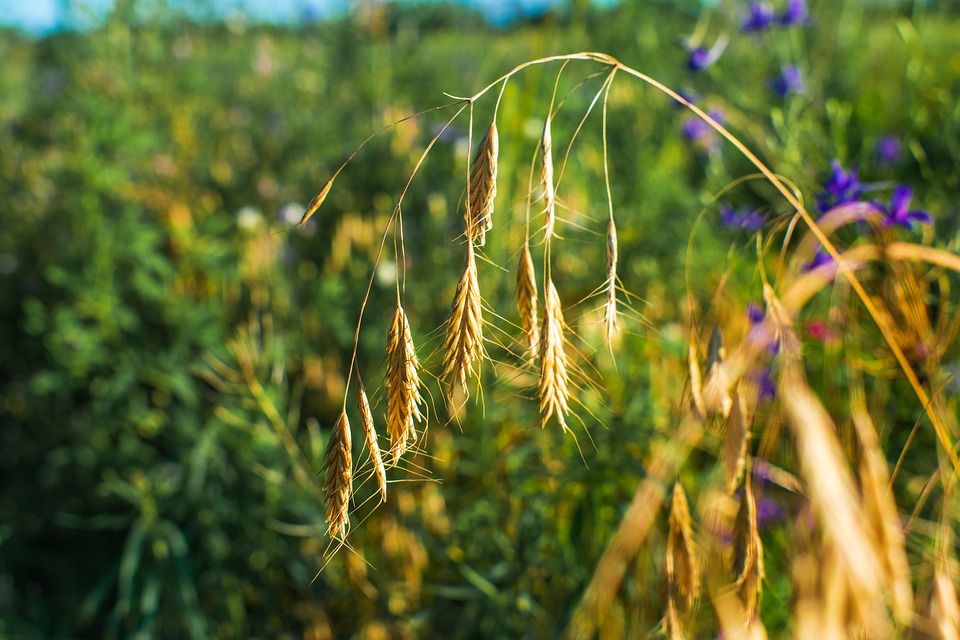 Plante De Blé Épis Nature - Photo gratuite sur Pixabay - Pixabay