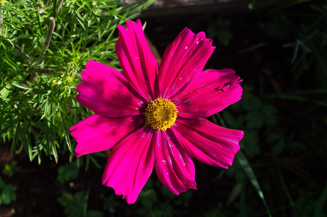 Pinke Blume Gartenkosmos Rosa - Kostenloses Foto auf Pixabay - Pixabay