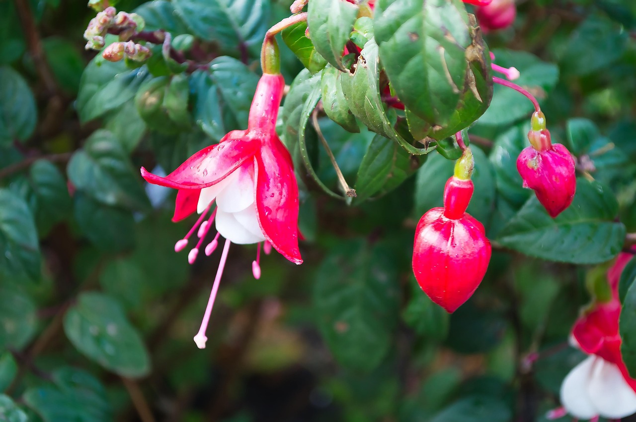 Bunga Musim Semi Tanaman - Foto gratis di Pixabay - Pixabay