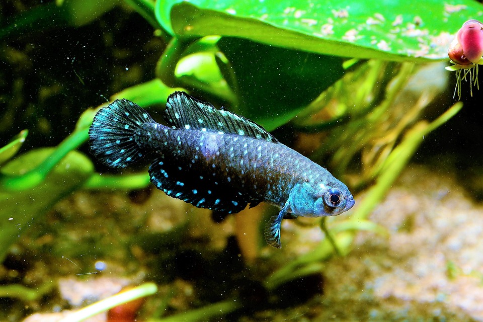 Killifish Aquarium Fish - Free photo on Pixabay - Pixabay