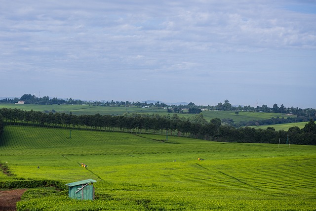 Tea Plantation Kenya Farming - Free photo on Pixabay - Pixabay