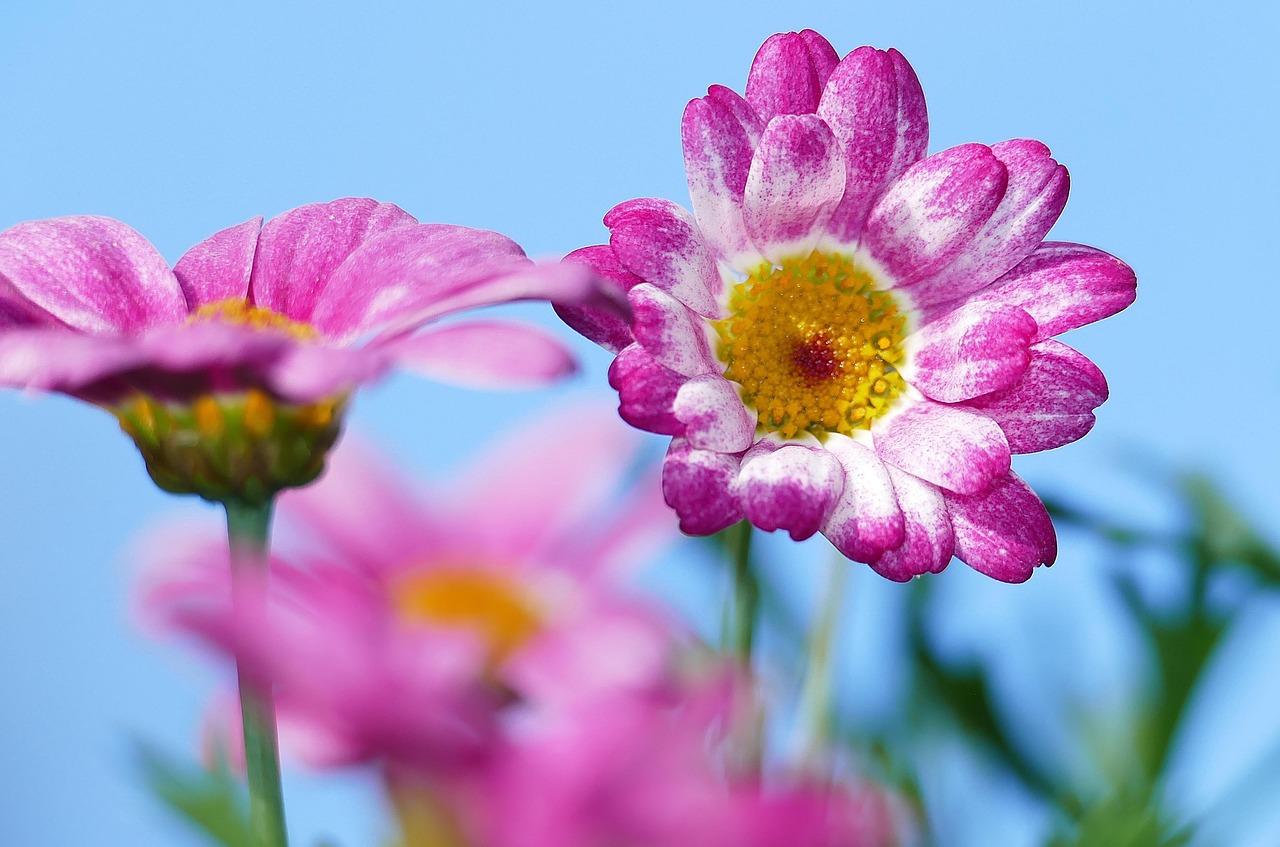 Fleurs Roses Pétales - Photo gratuite sur Pixabay - Pixabay