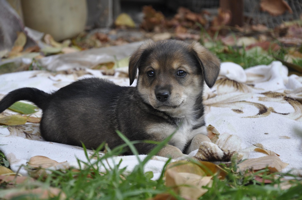Chiot Chien Animal De Compagnie - Photo gratuite sur Pixabay - Pixabay