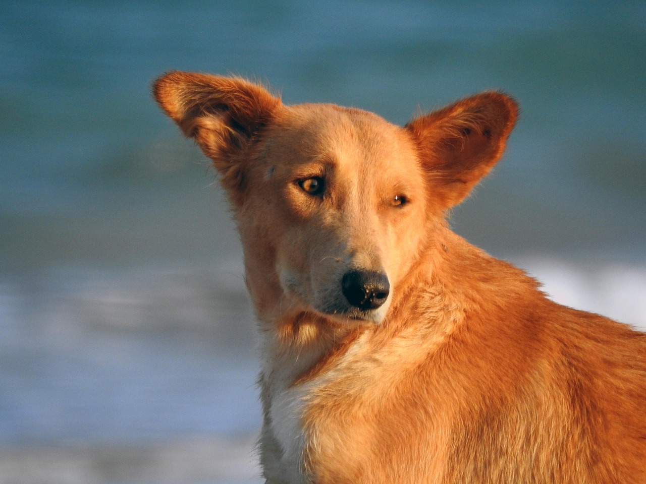 Cachorro Bicho De Estimação Praia - Foto gratuita no Pixabay - Pixabay