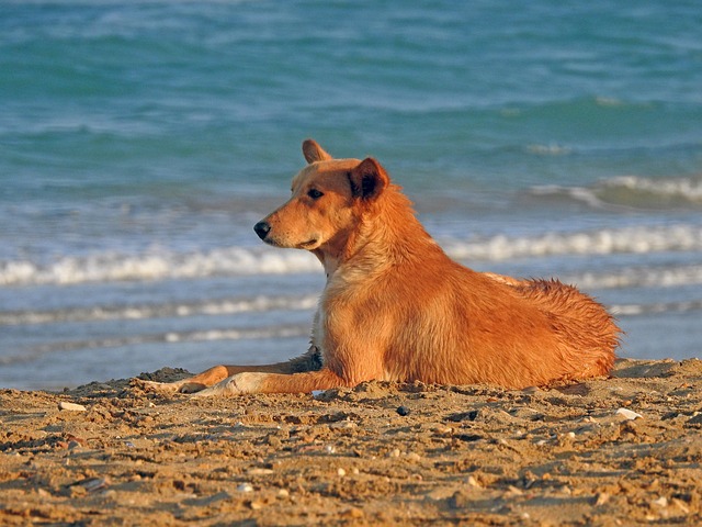 Dog Pet Beach - Free photo on Pixabay