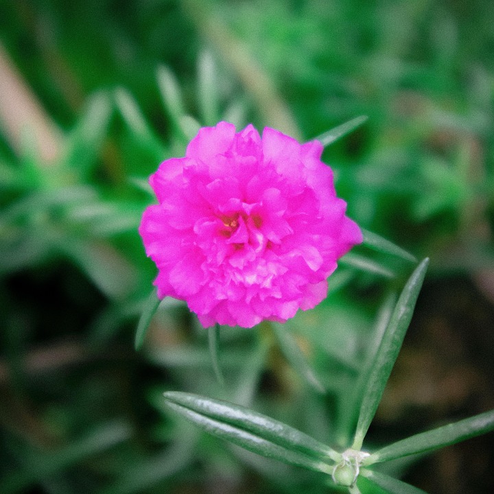 Rose Mousse Portulacaceae - Photo gratuite sur Pixabay - Pixabay