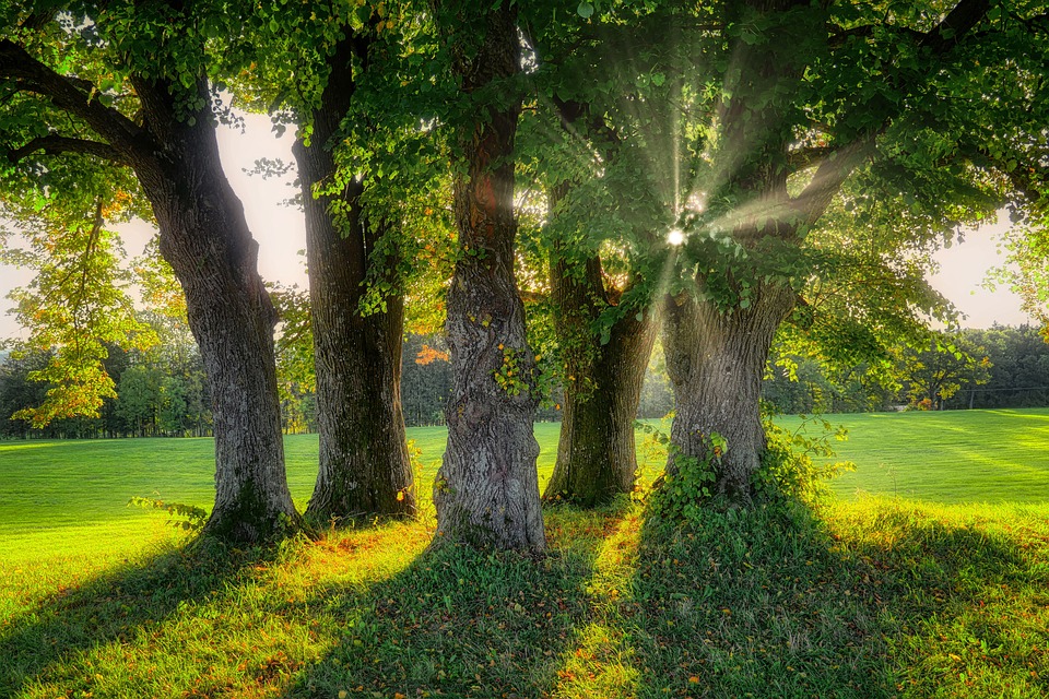 Trees Nature Outdoors - Free photo on Pixabay