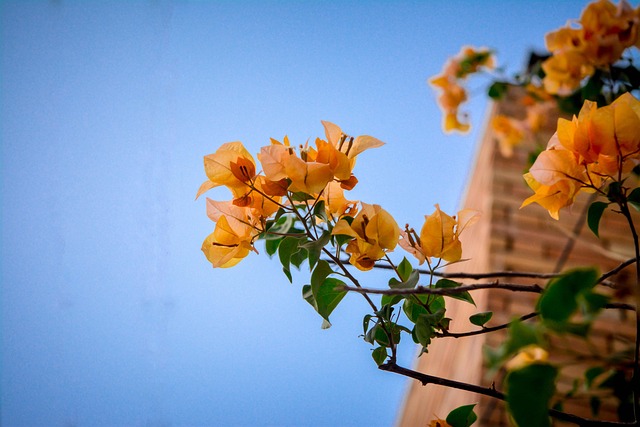 Champ De Fleurs Fleur Lis Nature - Photo gratuite sur Pixabay - Pixabay