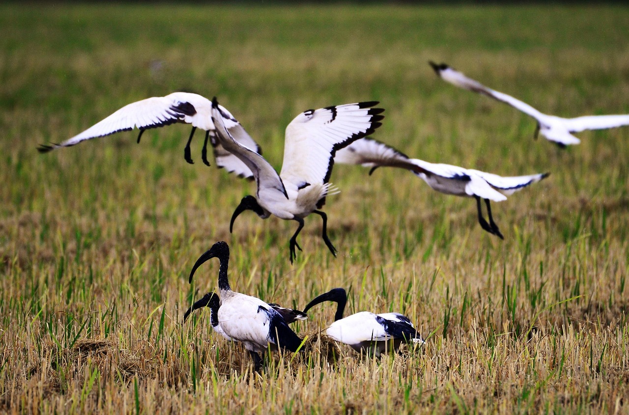 Ibis Birds Animals - Free photo on Pixabay - Pixabay