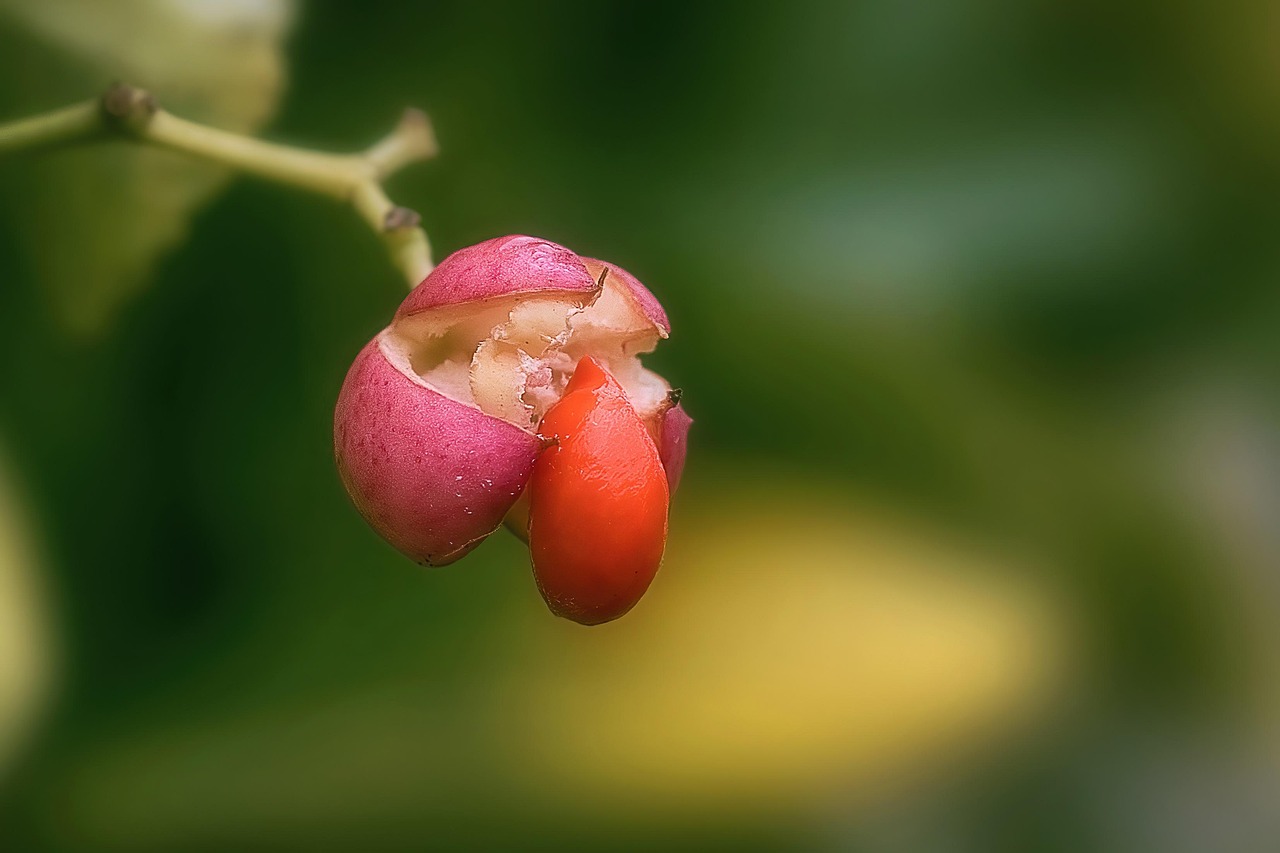 Semente Plantar Fruta - Foto gratuita no Pixabay - Pixabay