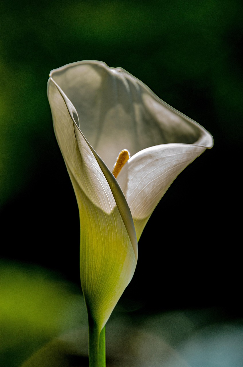Calla Lily Flower Garden - Free photo on Pixabay