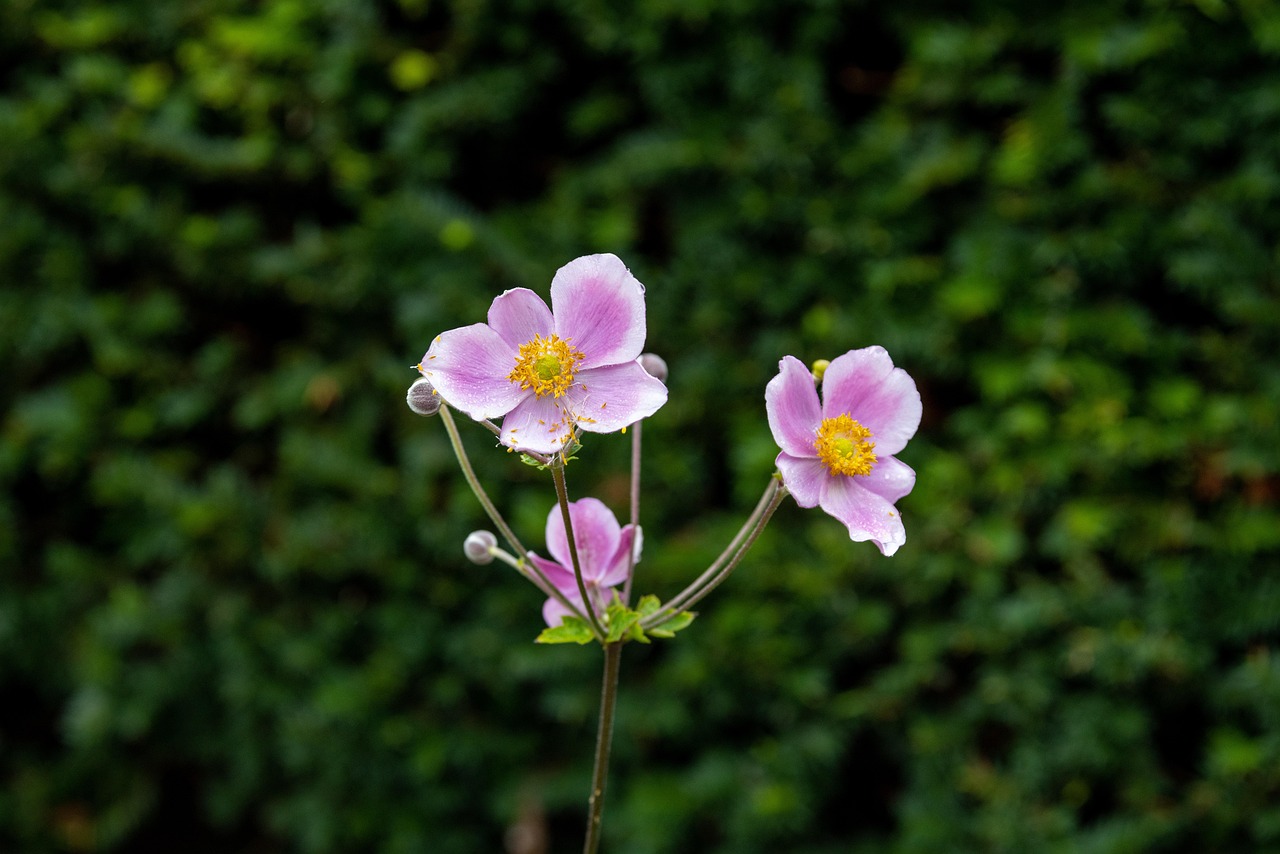 Anêmonas Flores Cor De Rosa - Foto gratuita no Pixabay - Pixabay