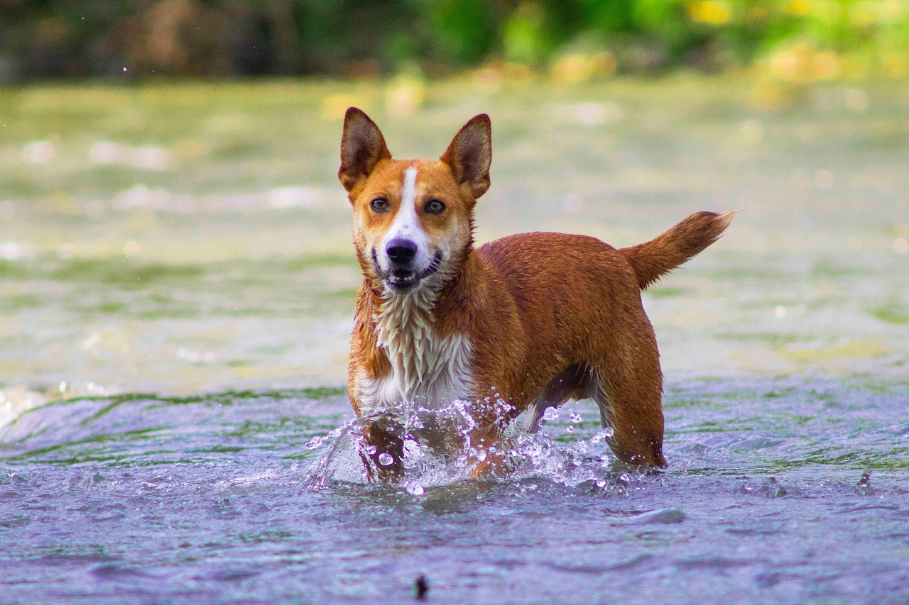 Dog River Pet - Free photo on Pixabay - Pixabay