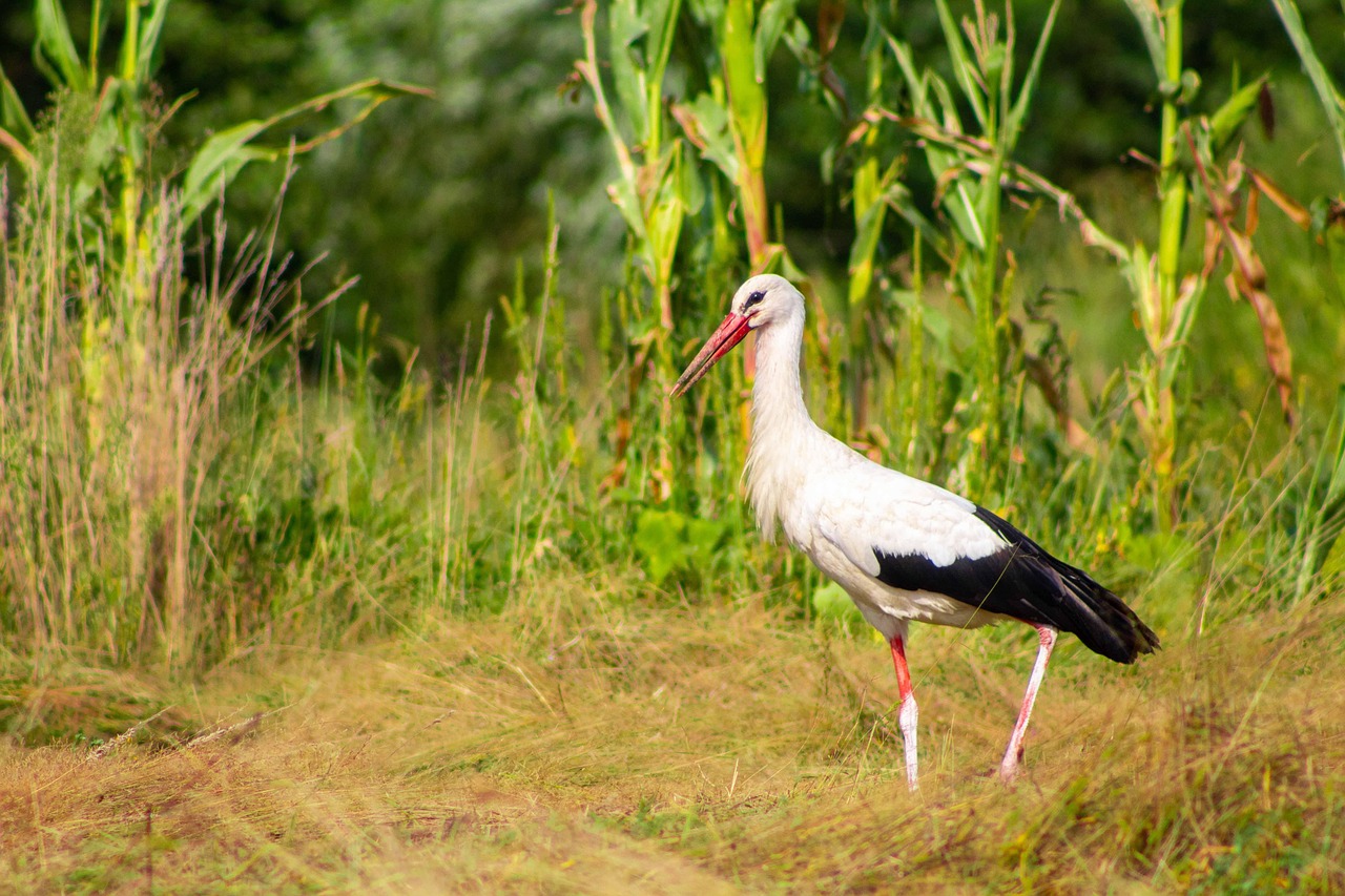 White Stork Bird Wildlife - Free photo on Pixabay