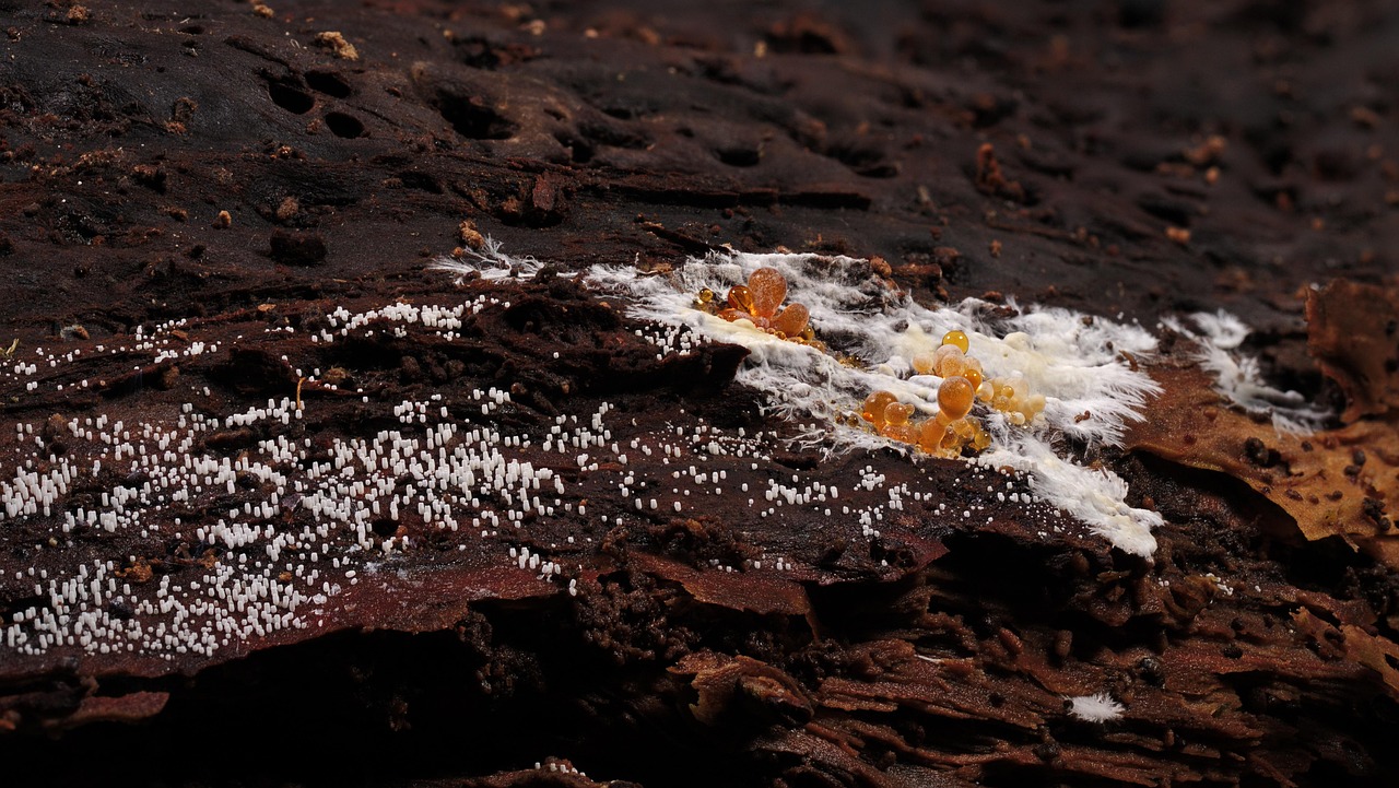 Myxomycetes Slime Mold Amoeba - Free photo on Pixabay - Pixabay