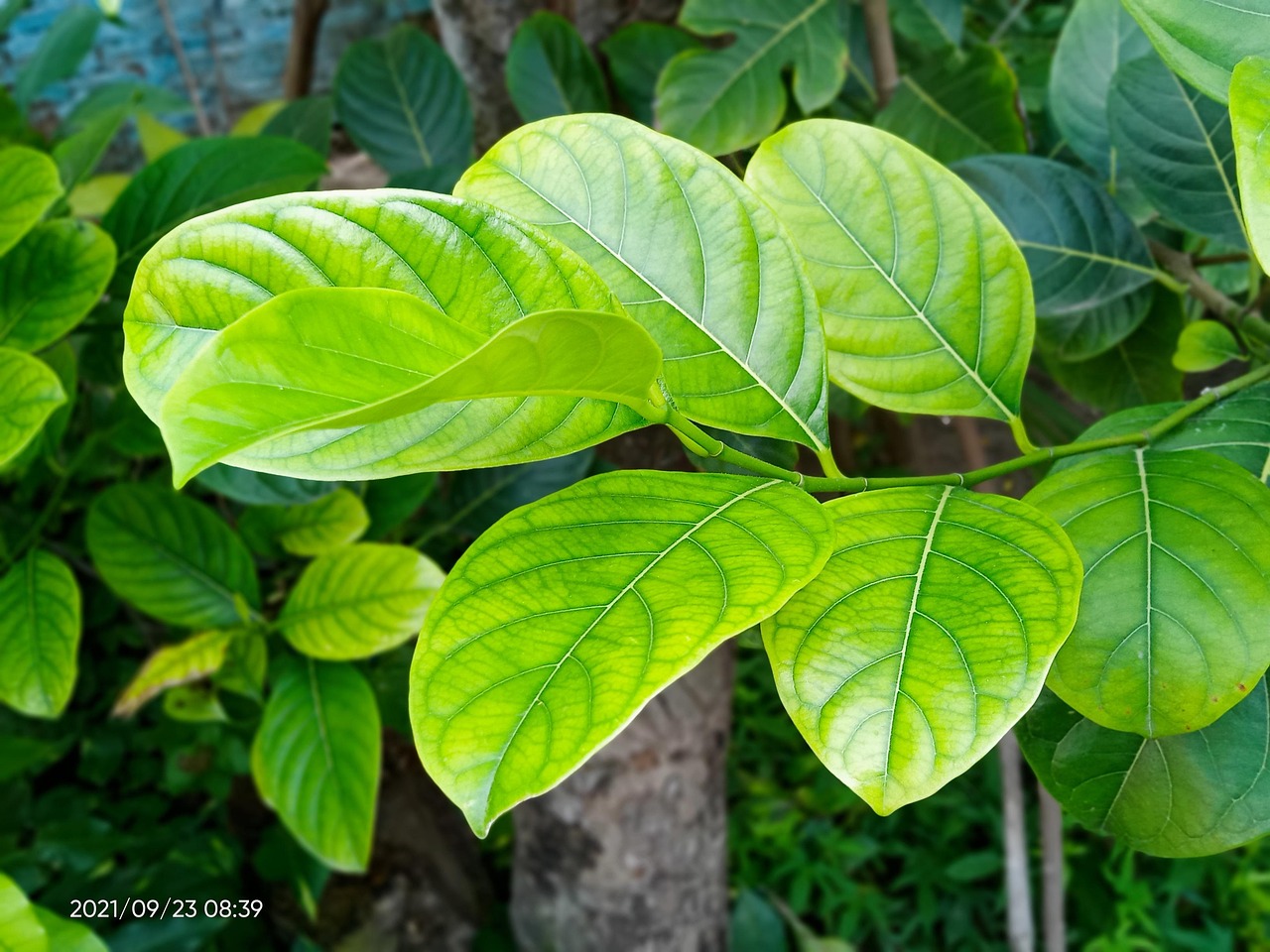 Leaves Plant Natural - Free photo on Pixabay - Pixabay