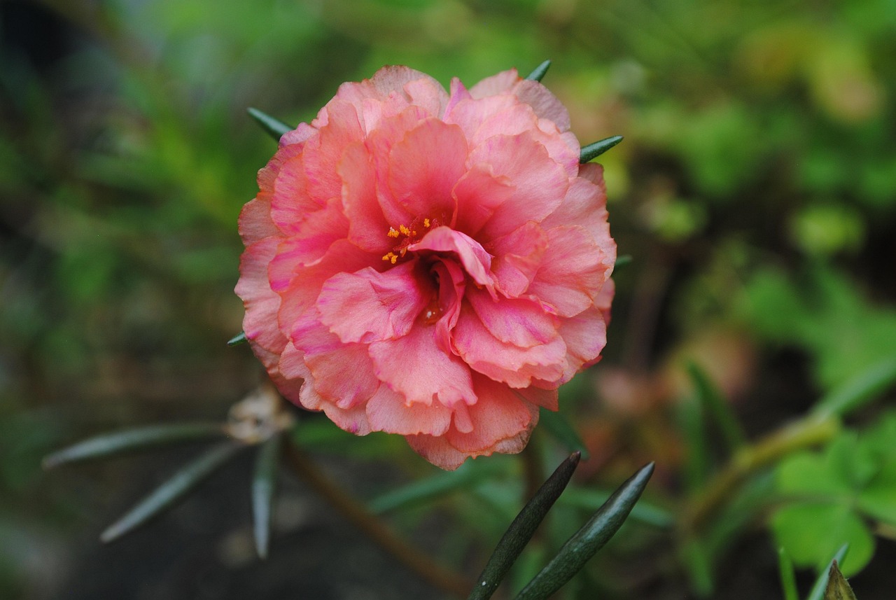 100+ Free Portulacas & Portulaca Grandiflora Images - Pixabay