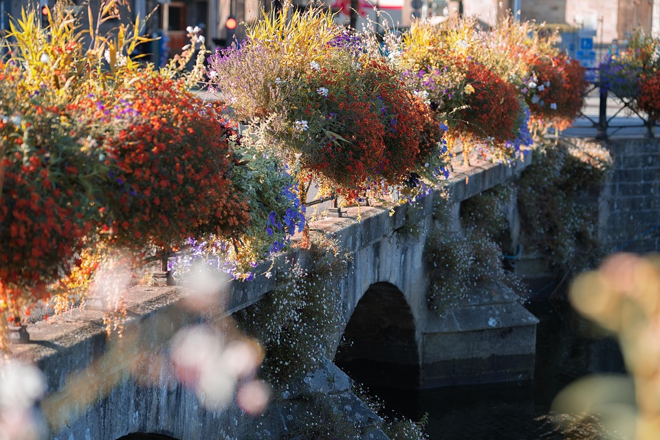 Bridge Flower Blooms - Free photo on Pixabay - Pixabay
