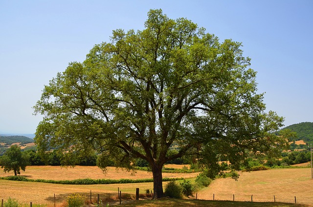 Arbre Paysage Nature - Photo gratuite sur Pixabay - Pixabay