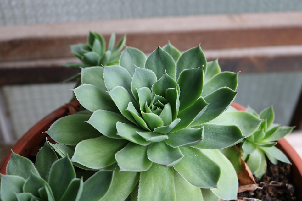 Rosette Succulent Echeveria - Free photo on Pixabay