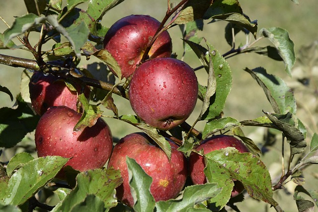 Apples Fruits Food - Free photo on Pixabay - Pixabay